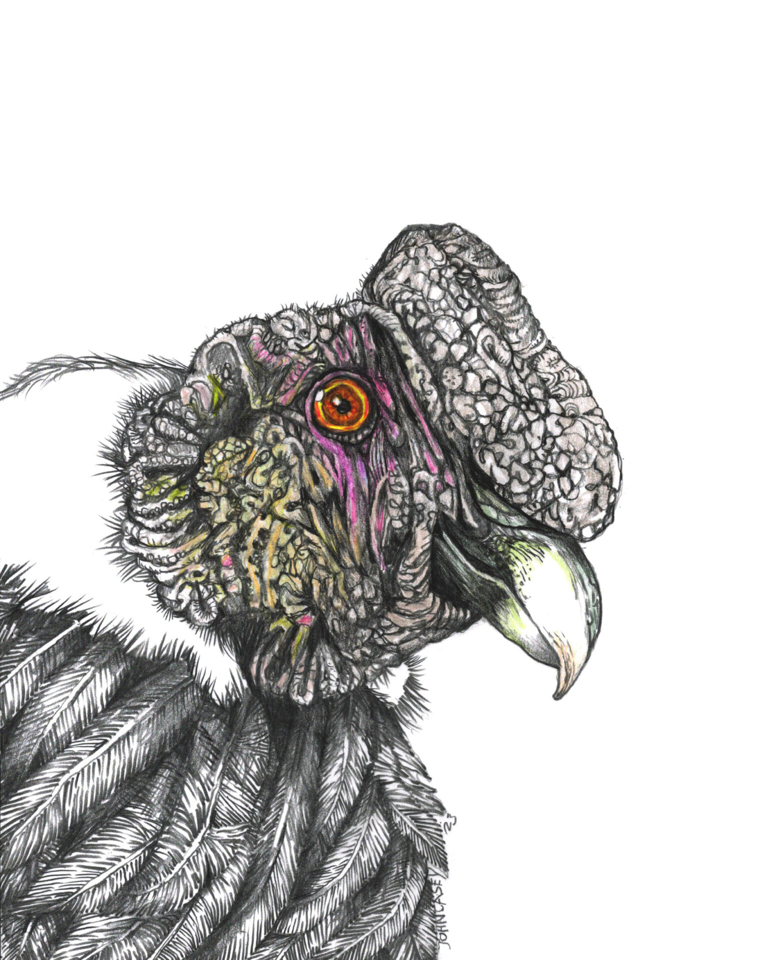 Drawings – John Casey